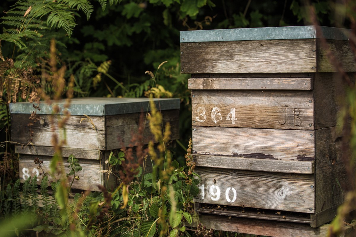 beehives | Ditchingham Estate