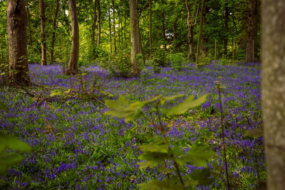 Managed Woodlands | Ditchingham Estate