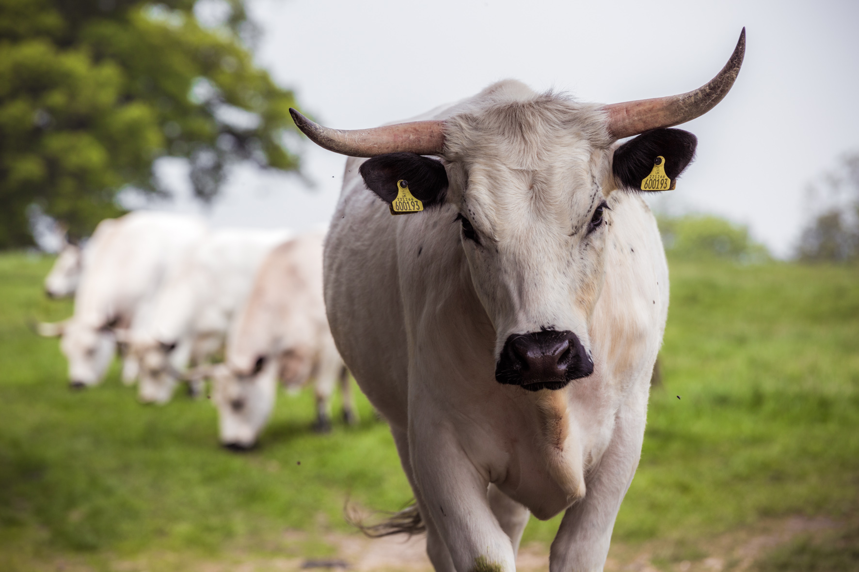 The Chartley Herd | Ditchingham Estate