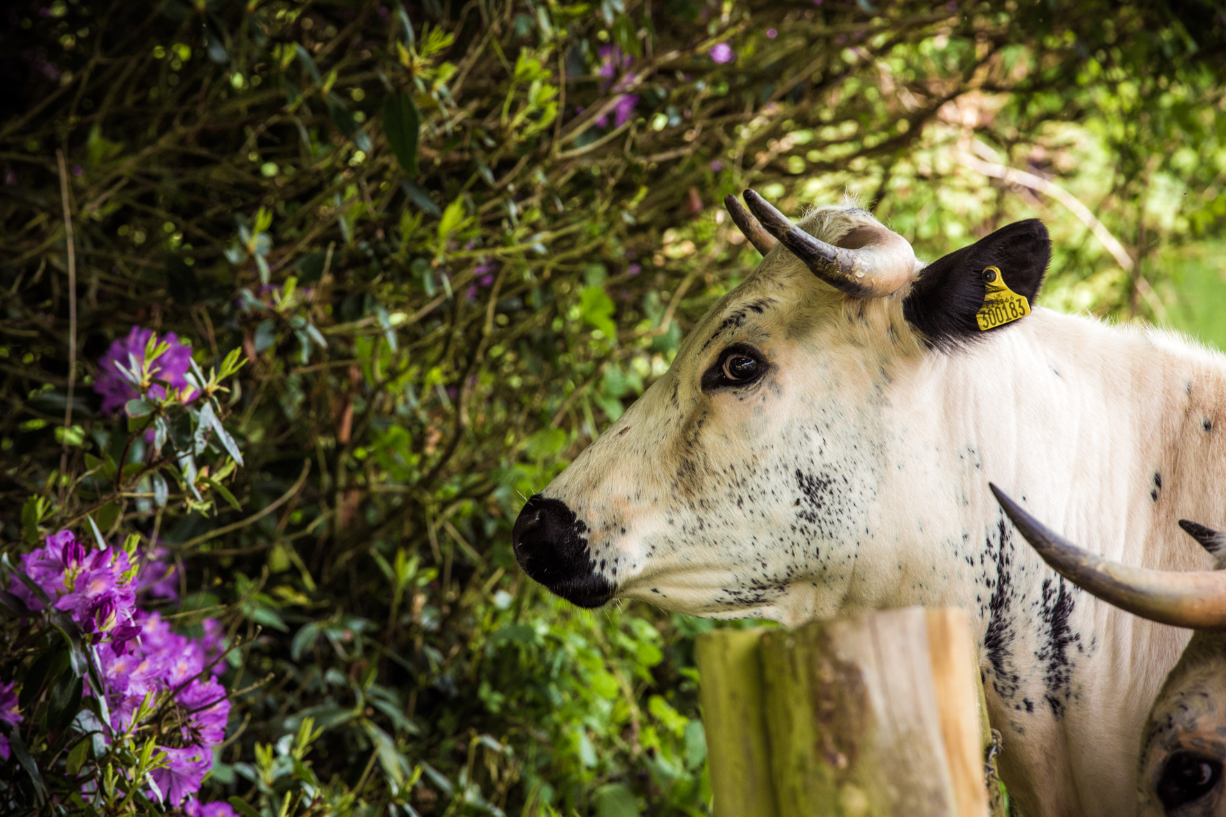 The Chartley Herd | Ditchingham Estate