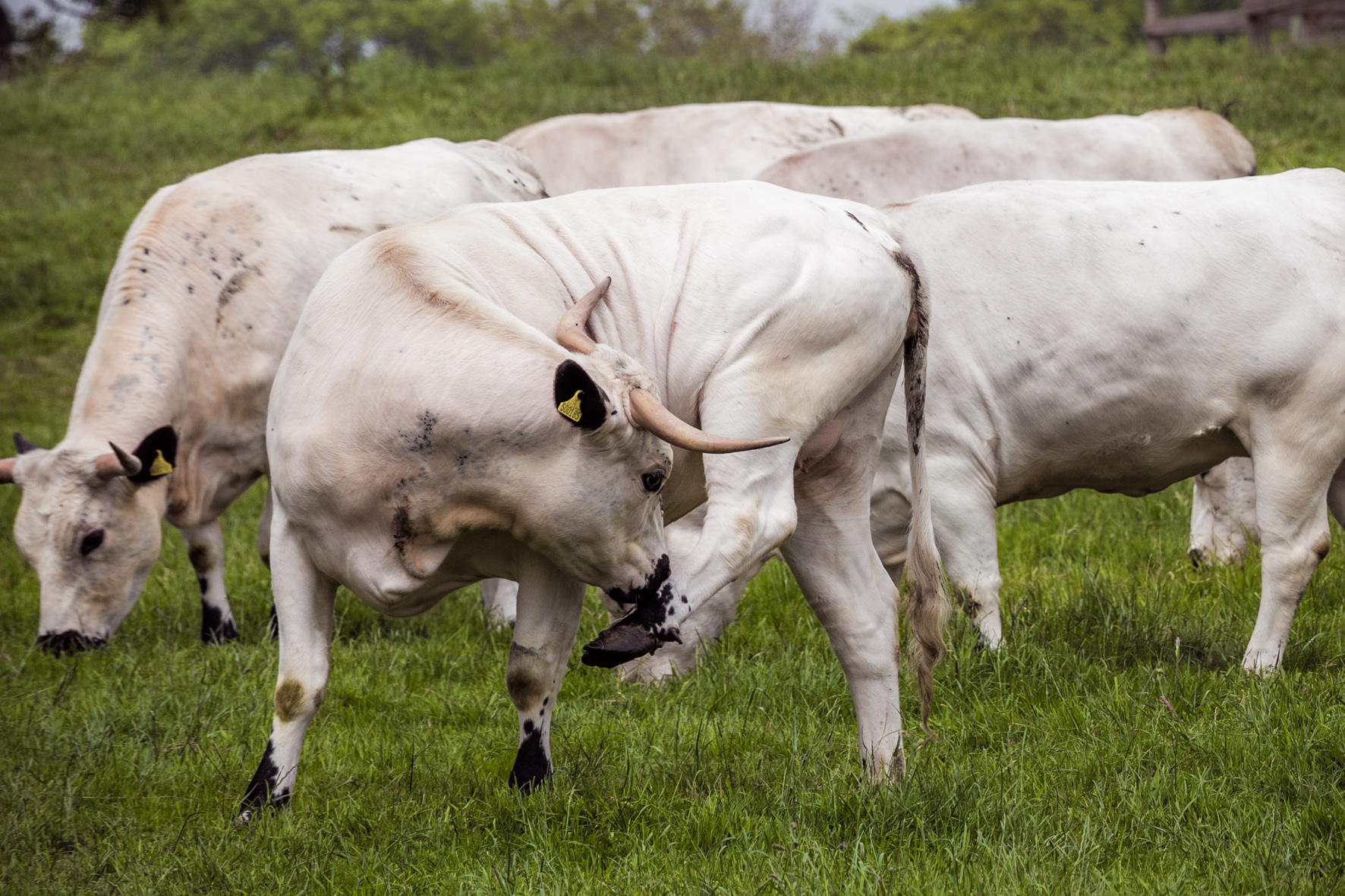 The Chartley Herd | Ditchingham Estate