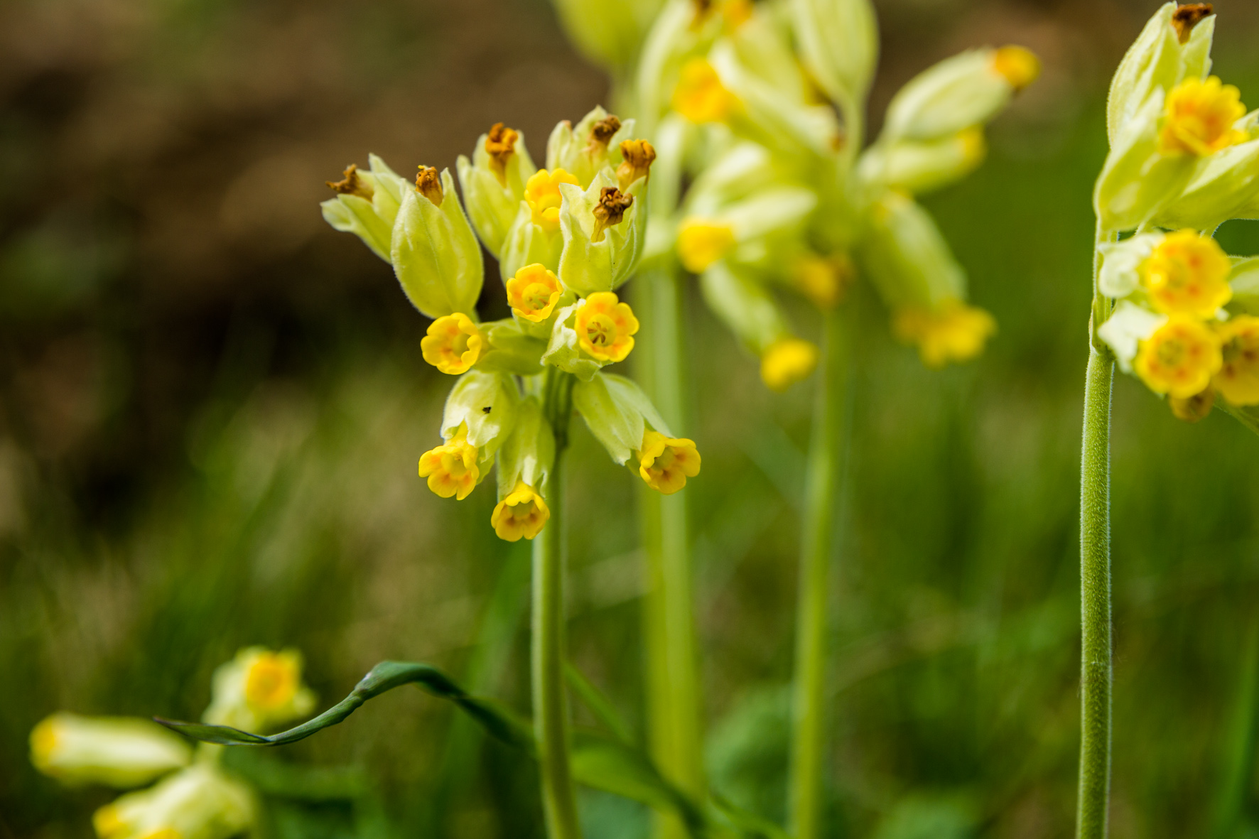 Cowslips | Ditchingham Estate