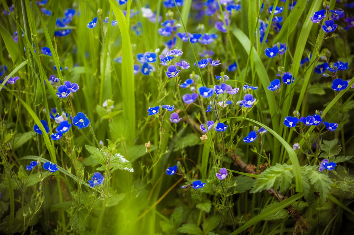 Conservation | Ditchingham Estate