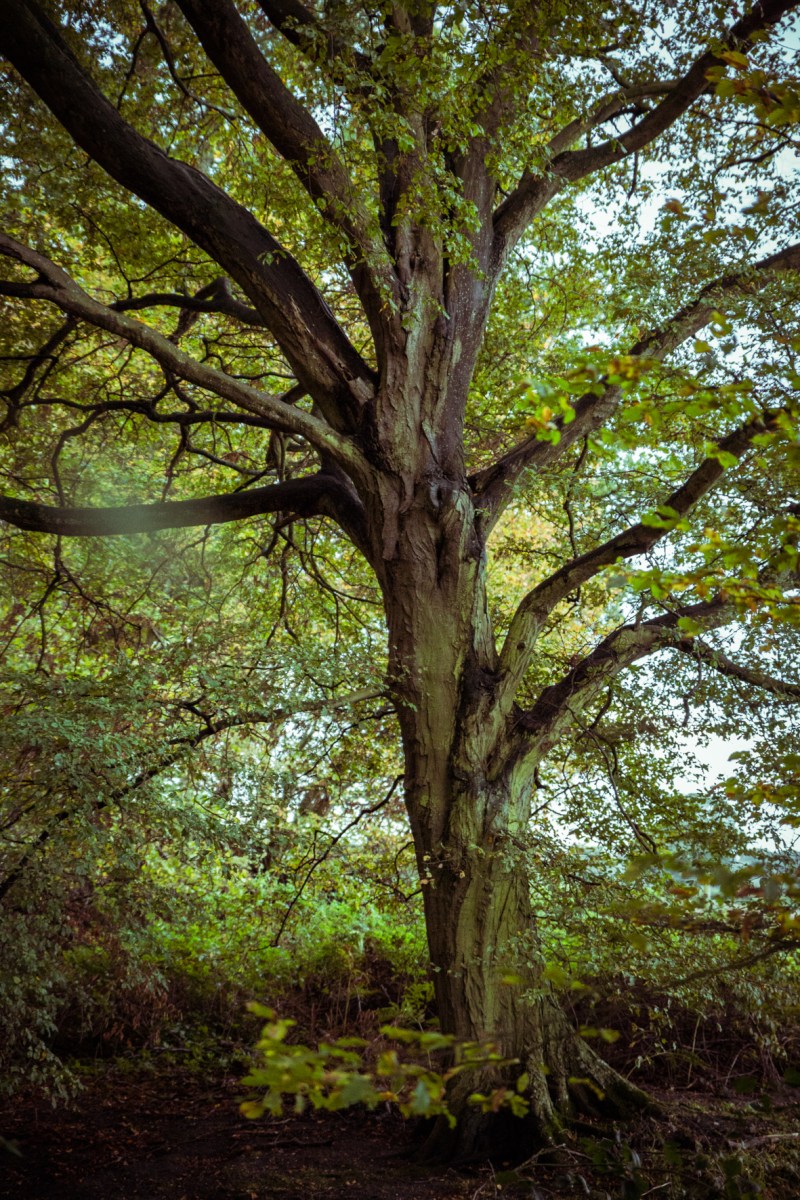 Events Diary | Ditchingham Estate