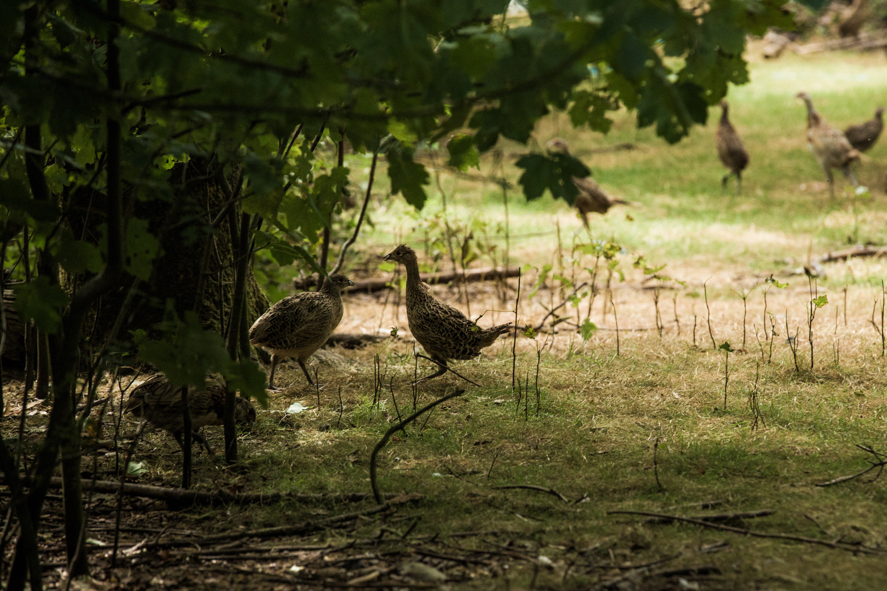 Pheasants | Ditchingham Estate
