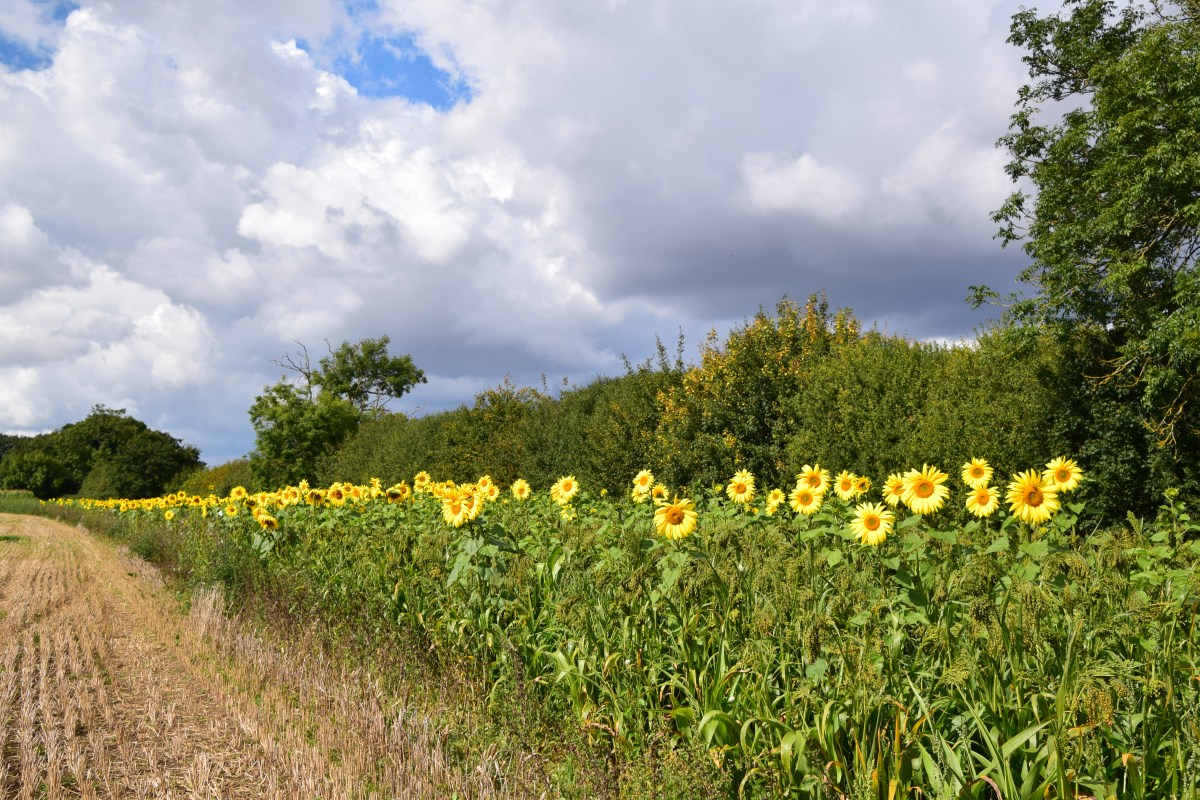 sunflowers sunshine meadow | Ditchingham Estate