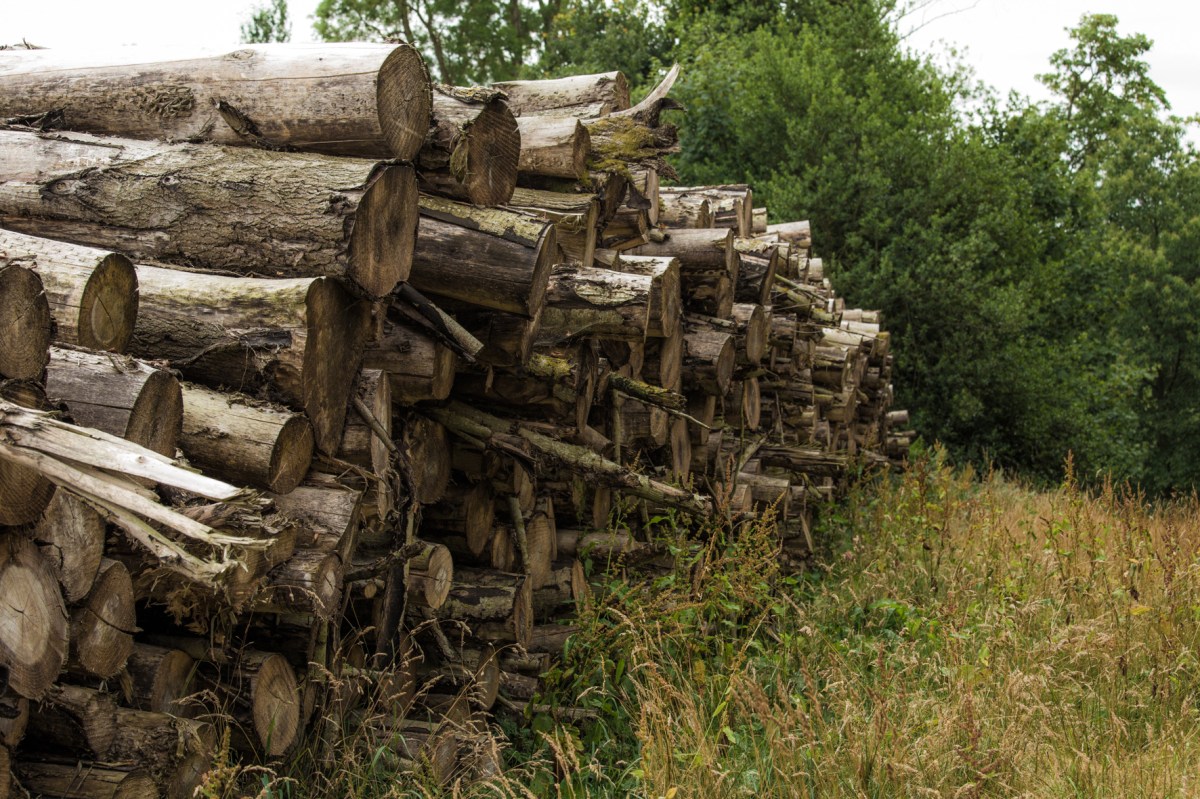 Timber sales | Ditchingham Estate